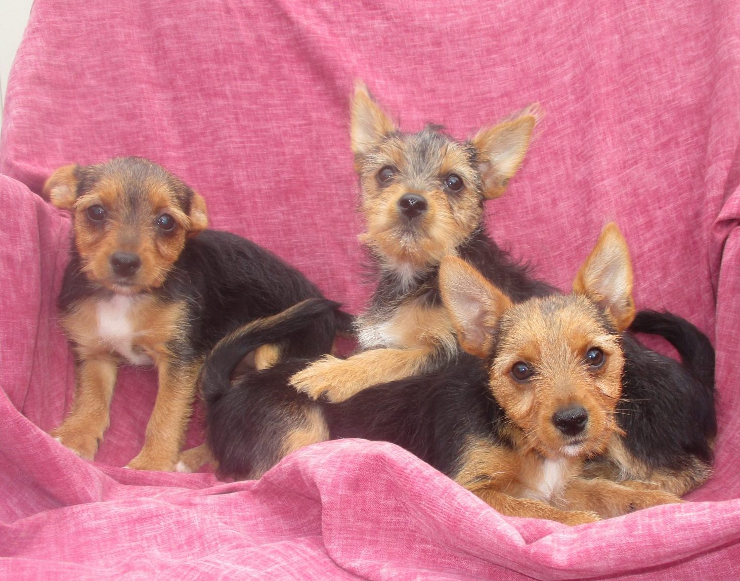 Yorkie/Chihuahua Puppy | Chorkie Puppies Washington, DC | Windsor Oak Farm
