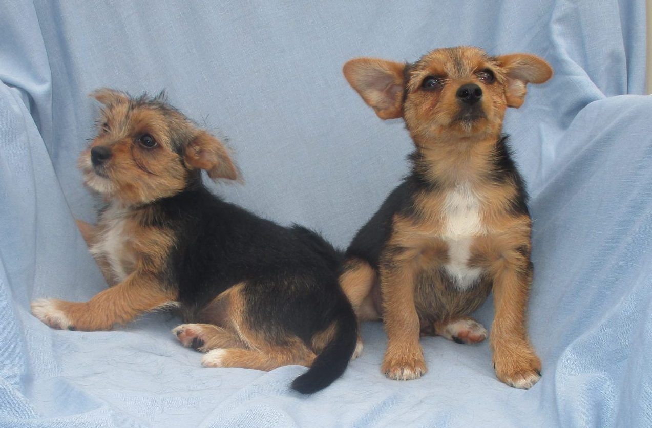 Yorkie/Chihuahua Puppy | Chorkie Puppies Washington, DC | Windsor Oak Farm