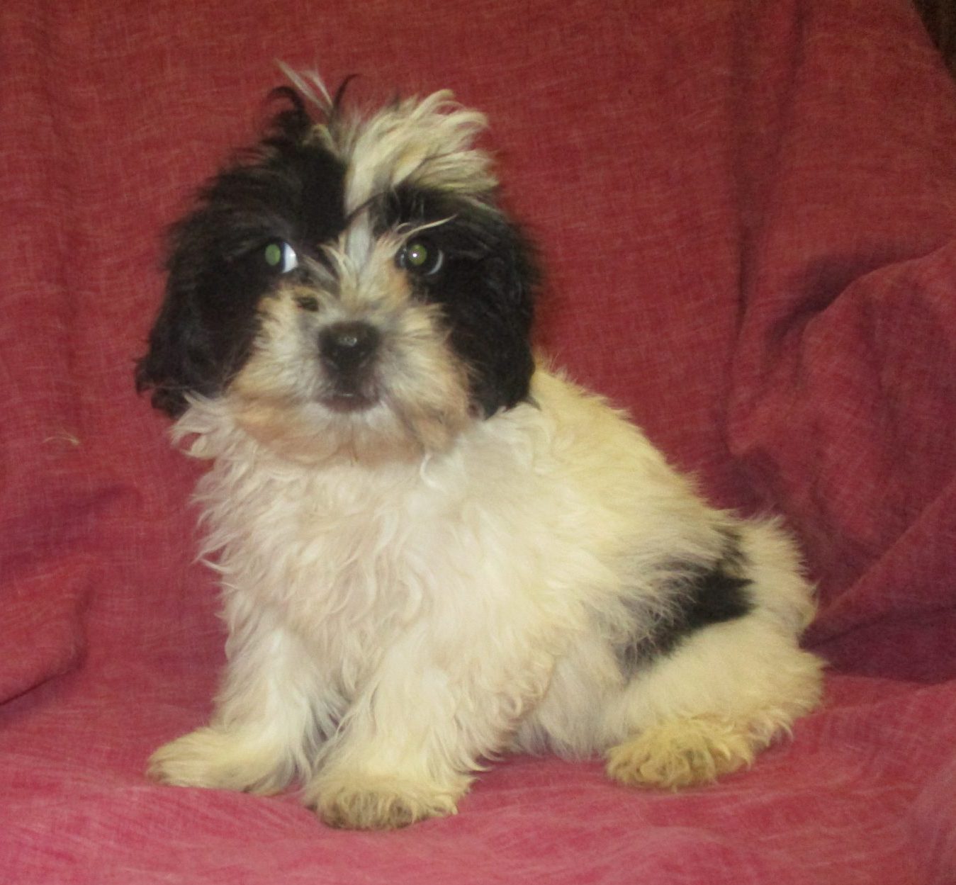 Shih Poo Puppies for Sale in New Windsor & Baltimore MD | Windsor Oak Farm