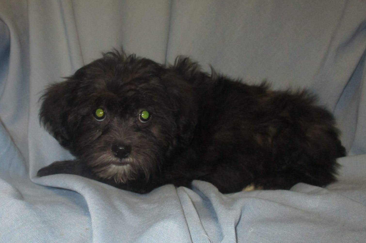 Shih Poo Puppies for Sale in New Windsor & Baltimore MD | Windsor Oak Farm