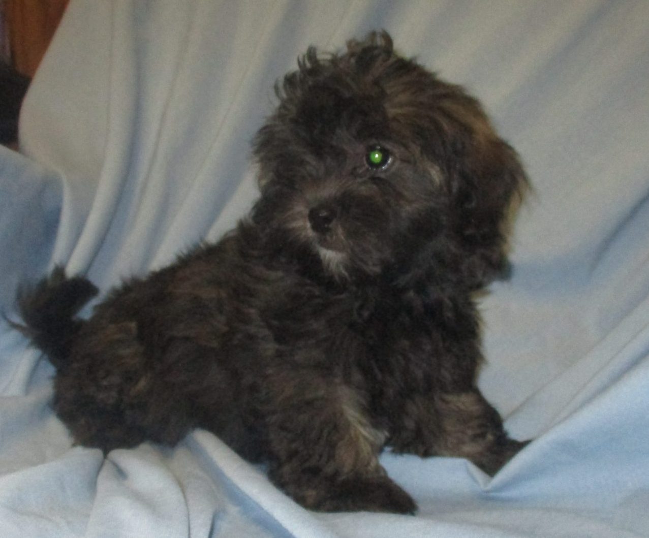 Shih Poo Puppies for Sale in New Windsor & Baltimore MD | Windsor Oak Farm