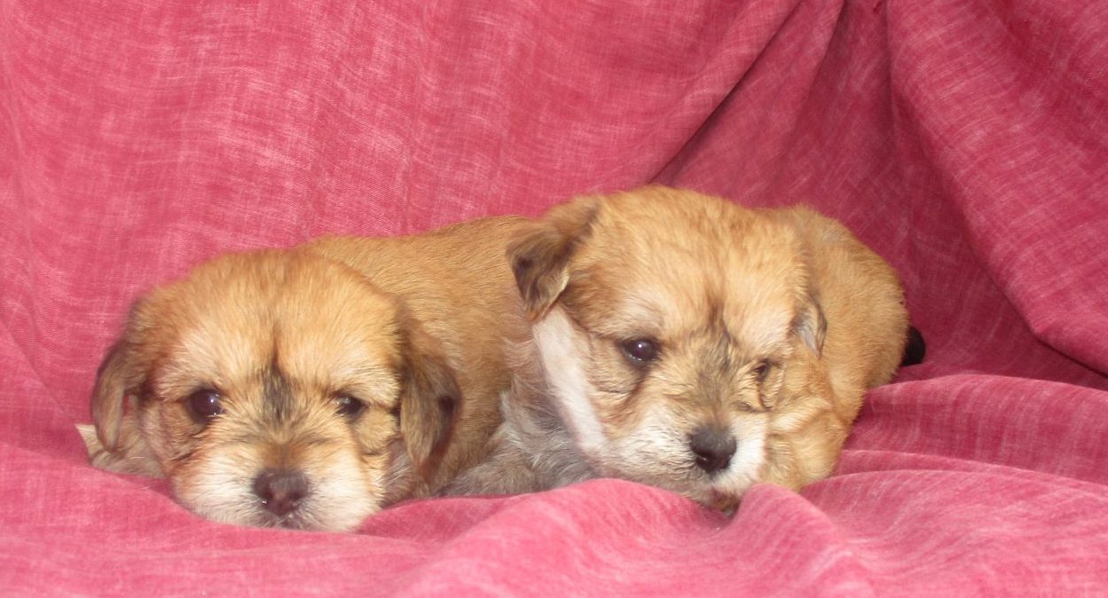 Yorkie/Havanese Puppy | Havashire Puppies Washington, DC | Windsor Oak Farm