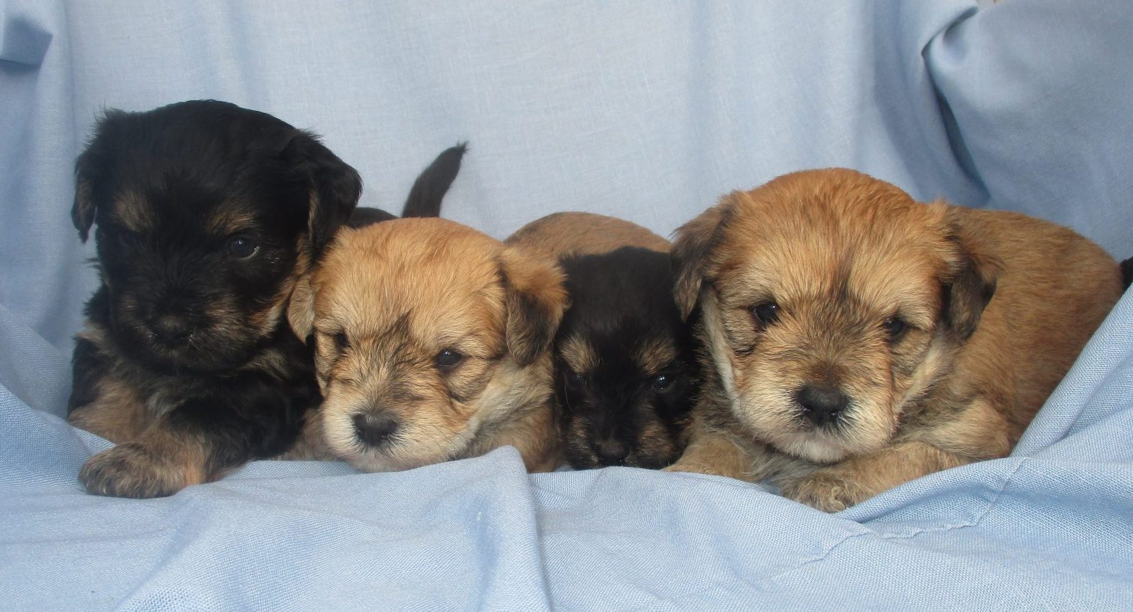 Yorkie/Havanese Puppy | Havashire Puppies Washington, DC | Windsor Oak Farm