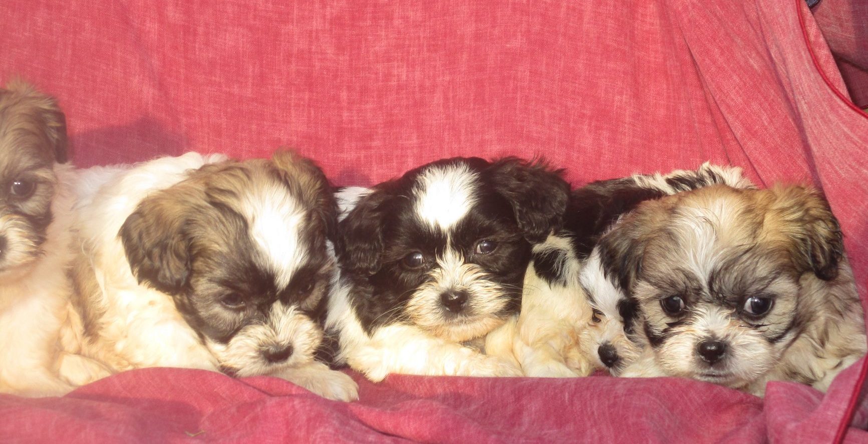 Shih Chon Puppies For Sale Near New Windsor & Baltimore MD | Windsor ...