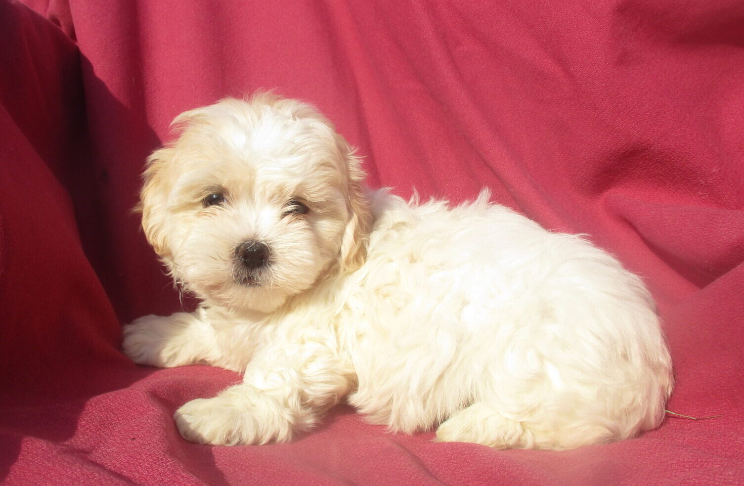 Shih Chon Puppies For Sale Near New Windsor & Baltimore MD | Windsor ...