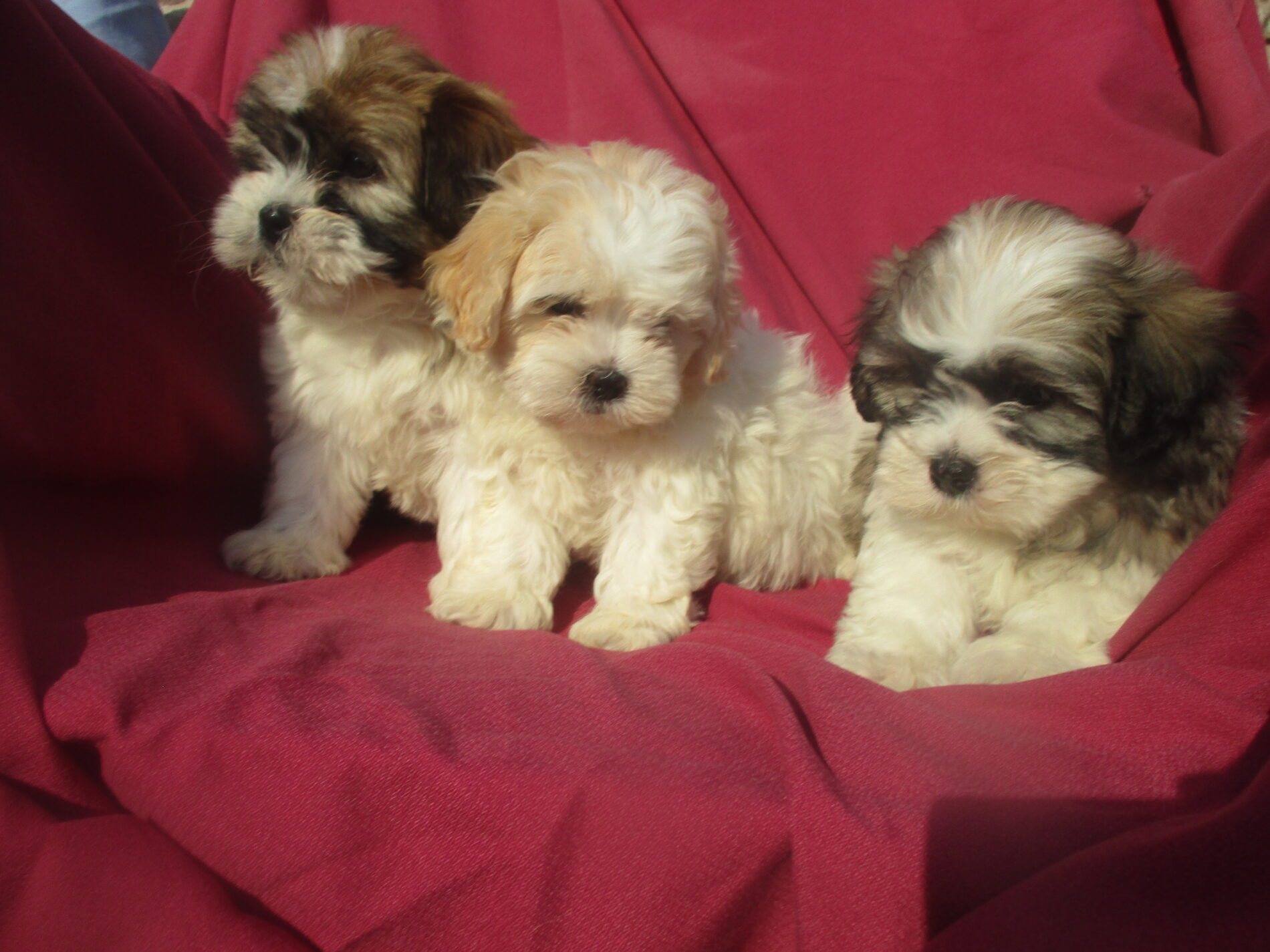 Shih Chon Puppies For Sale Near New Windsor & Baltimore MD | Windsor ...