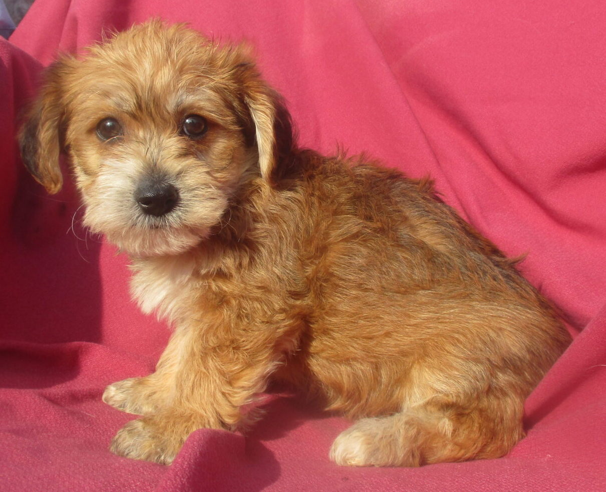 Yorkie-Chon Puppies for Sale Washington DC | Windsor Oak Farm