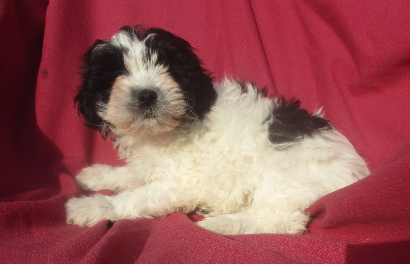 Shih Poo Puppies for Sale in New Windsor & Baltimore MD | Windsor Oak Farm