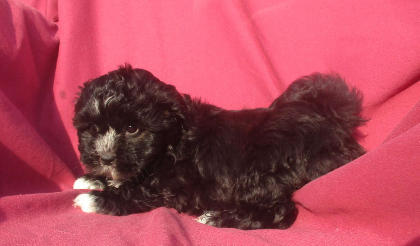 Shih Poo Puppies for Sale in New Windsor & Baltimore MD | Windsor Oak Farm