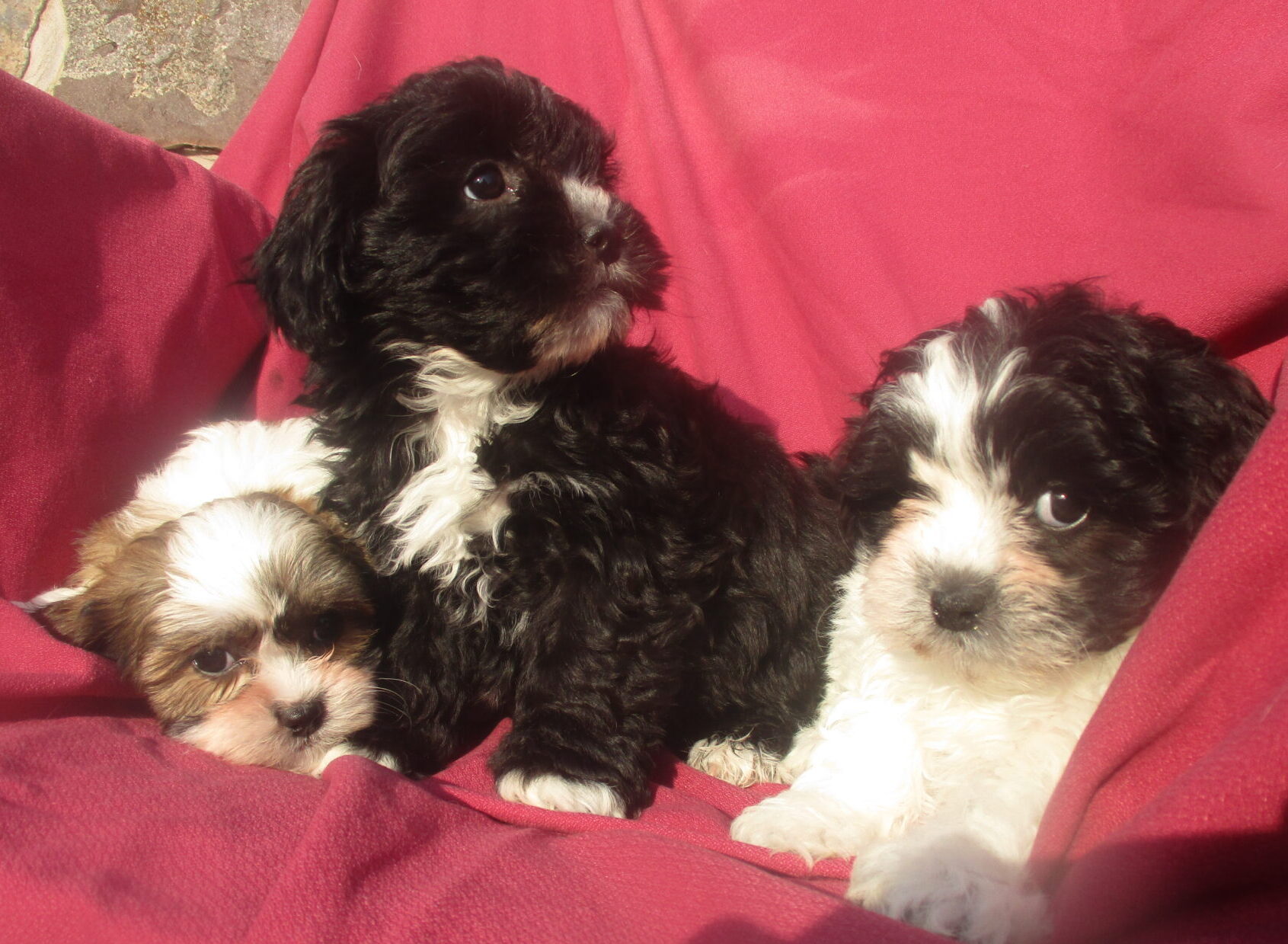 Shih Poo Puppies for Sale in New Windsor & Baltimore MD | Windsor Oak Farm