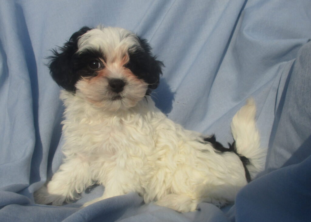 Shih Poo Puppies for Sale in New Windsor & Baltimore MD | Windsor Oak Farm