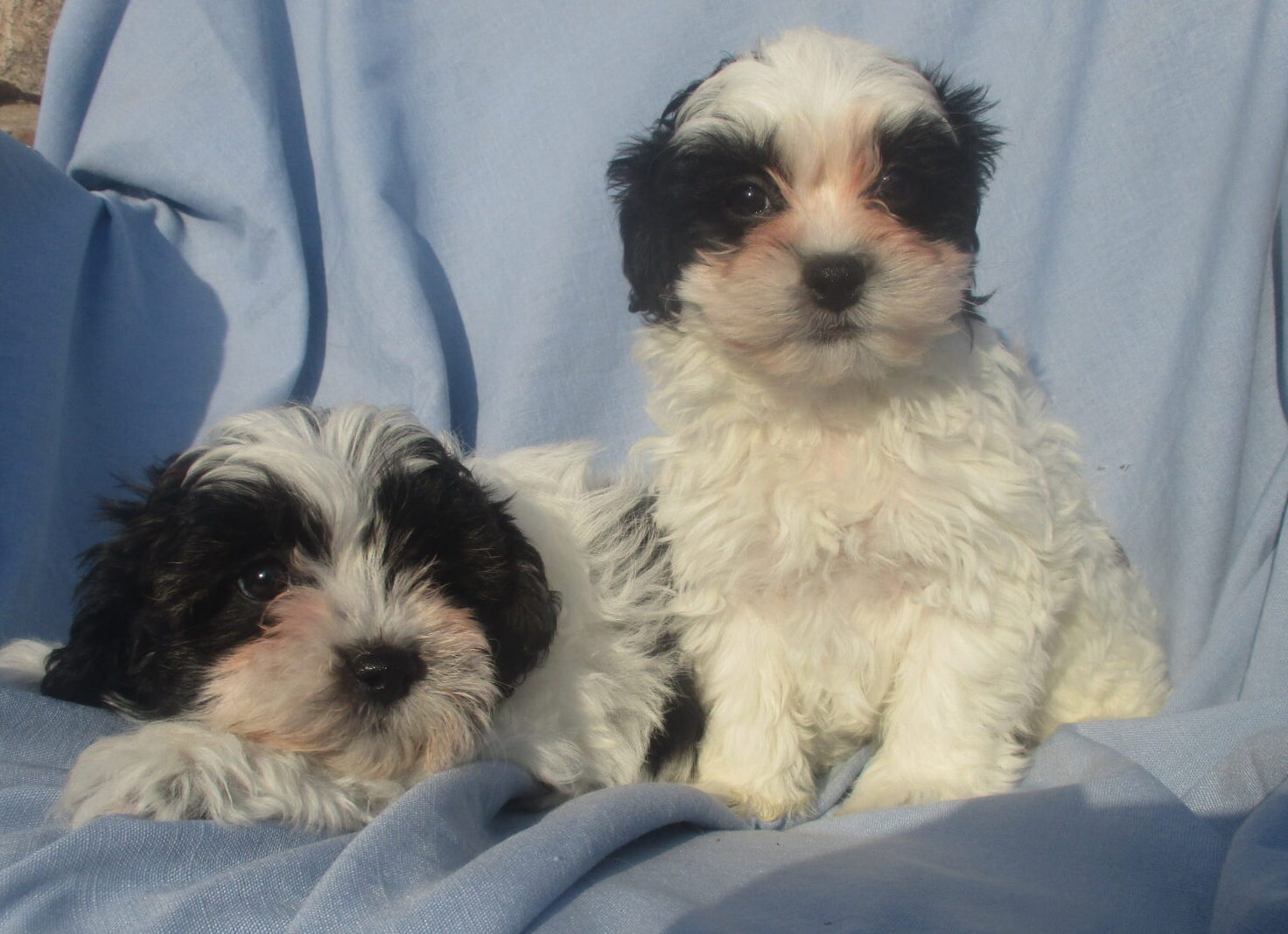Shih Poo Puppies for Sale in New Windsor & Baltimore MD | Windsor Oak Farm