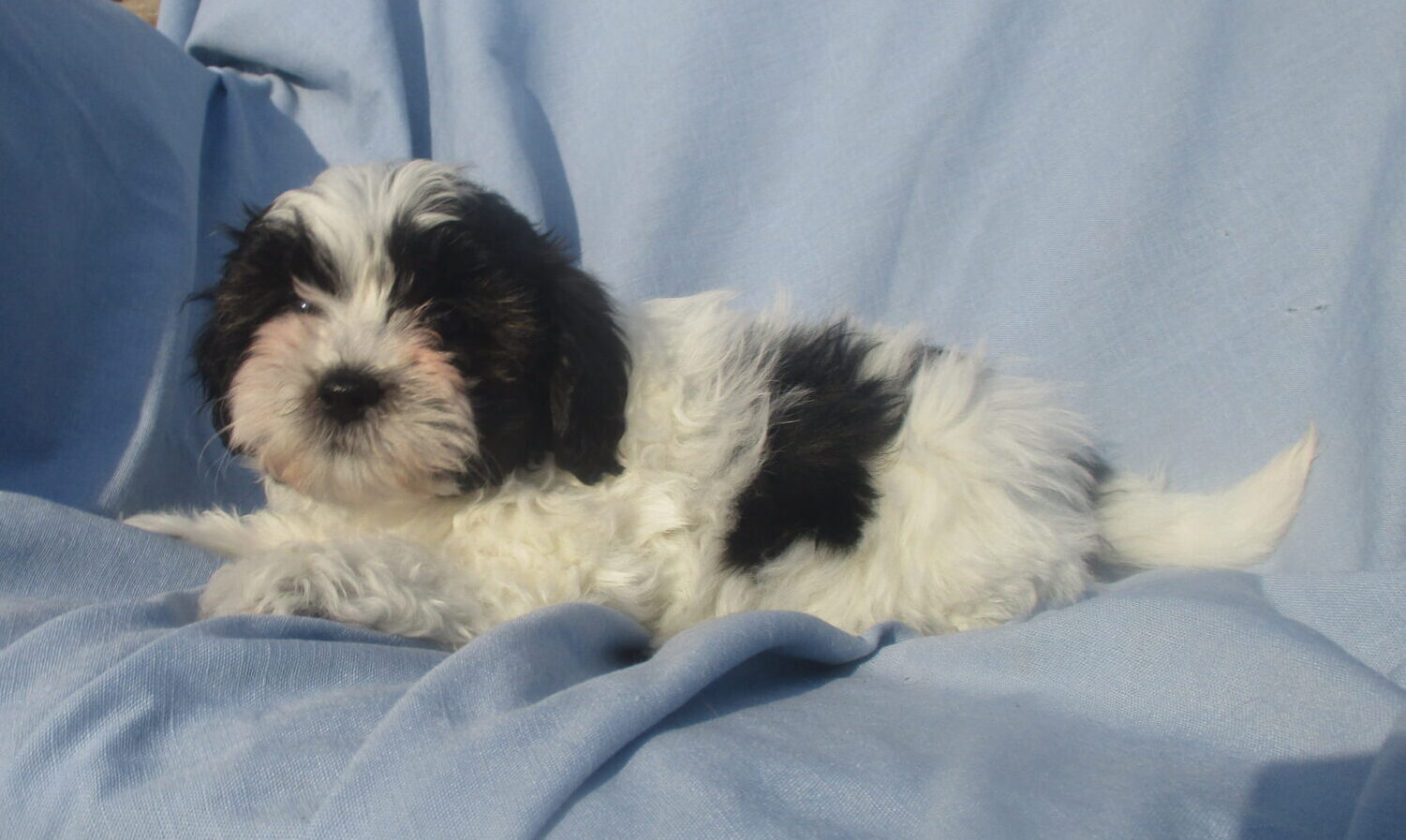 Shih Poo Puppies for Sale in New Windsor & Baltimore MD | Windsor Oak Farm
