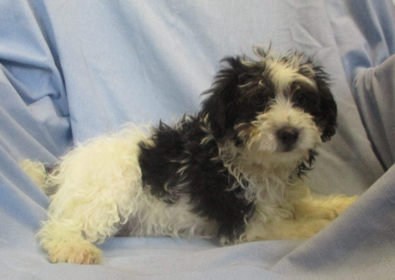 Party Colored Yorkie Poo - Windsor Oak Farm