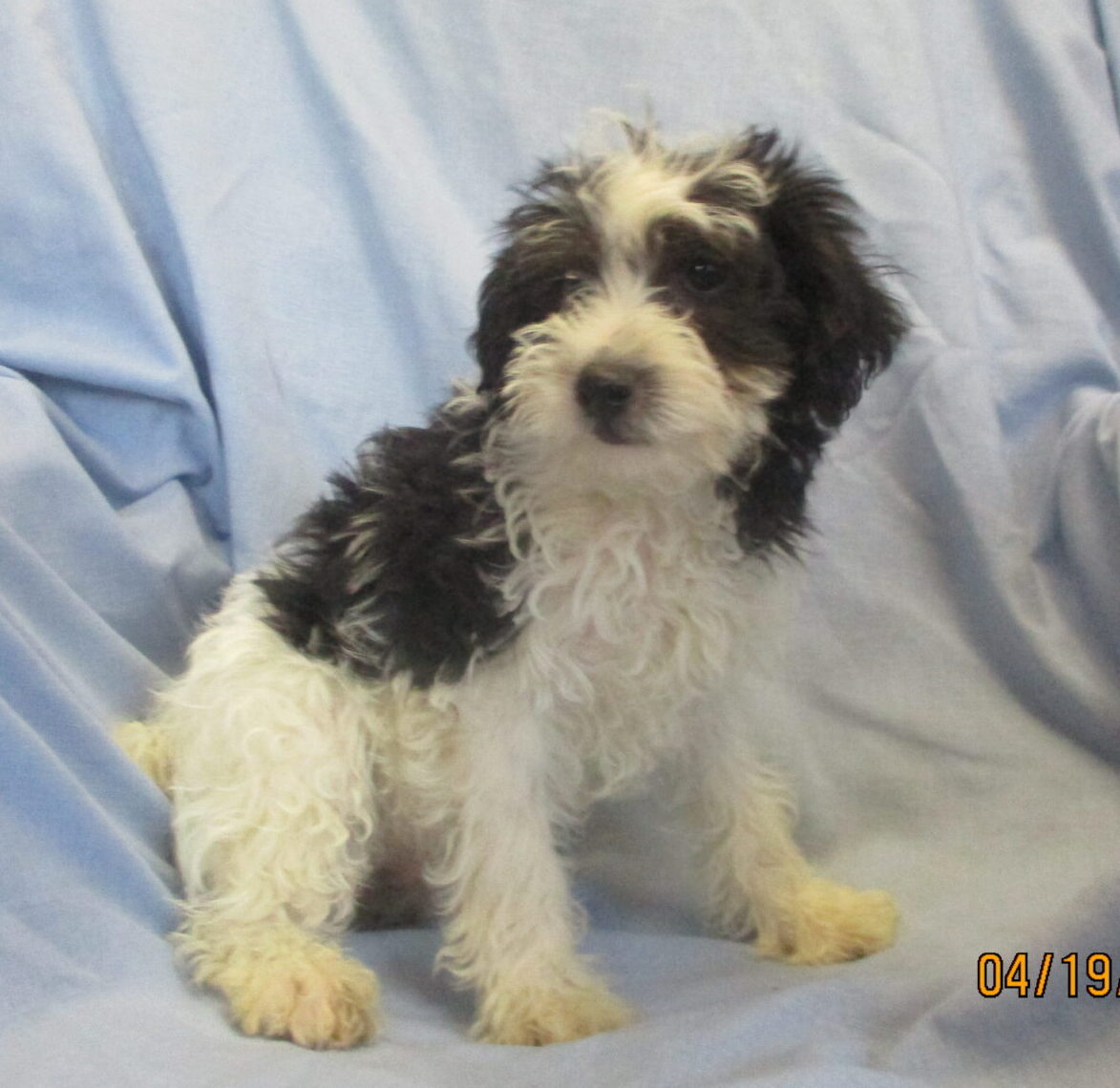 Party Colored Yorkie Poo - Windsor Oak Farm