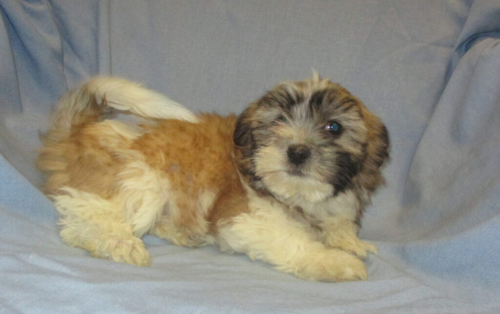 Shih Chon Puppies For Sale Near New Windsor & Baltimore MD | Windsor ...