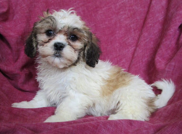 Shih Chon Puppies For Sale Near New Windsor & Baltimore MD | Windsor ...