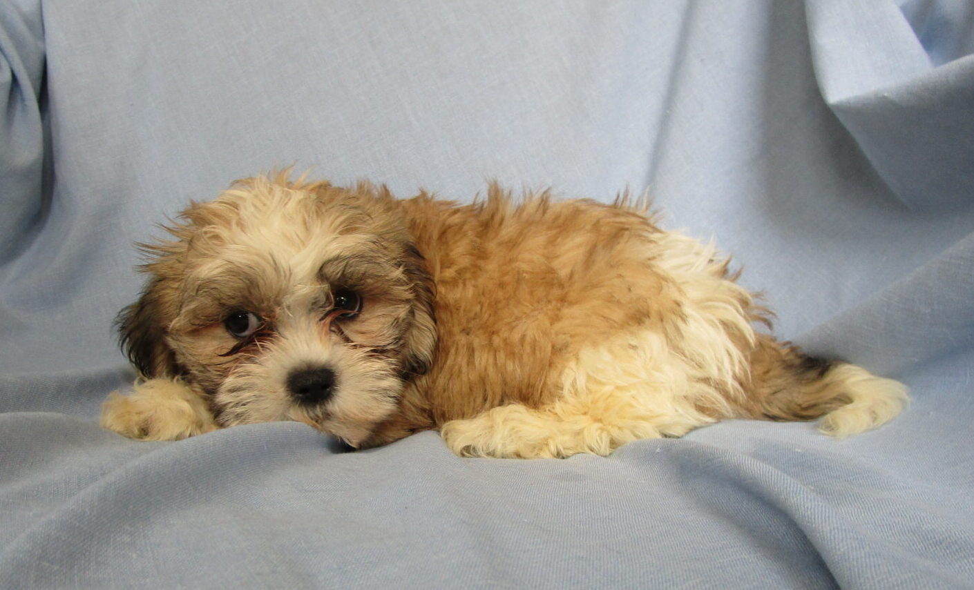 Shih Chon Puppies For Sale Near New Windsor & Baltimore MD | Windsor ...