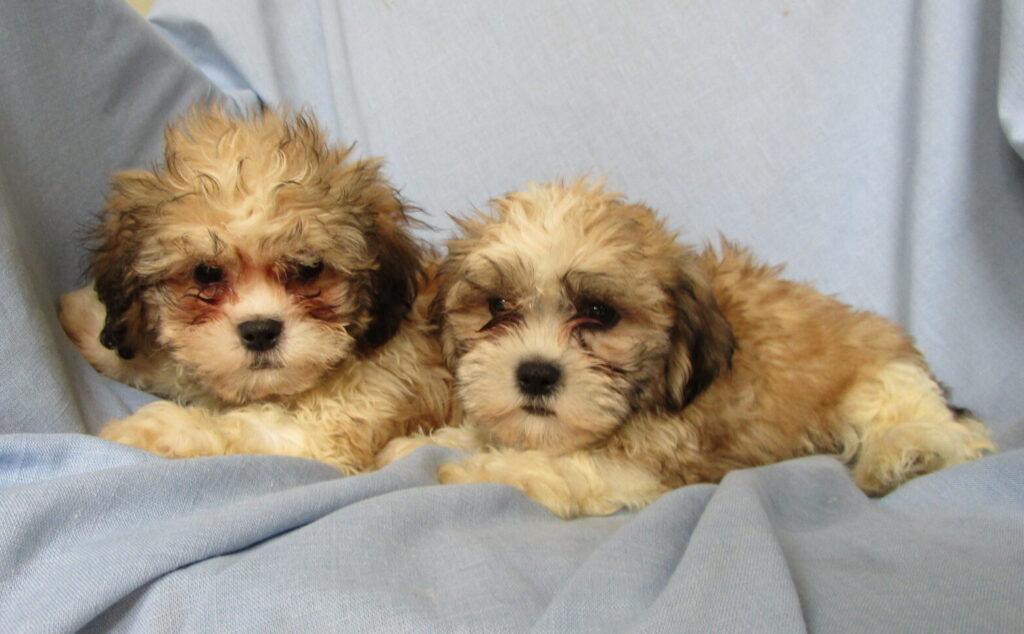 Shih Chon Puppies For Sale Near New Windsor & Baltimore MD | Windsor ...