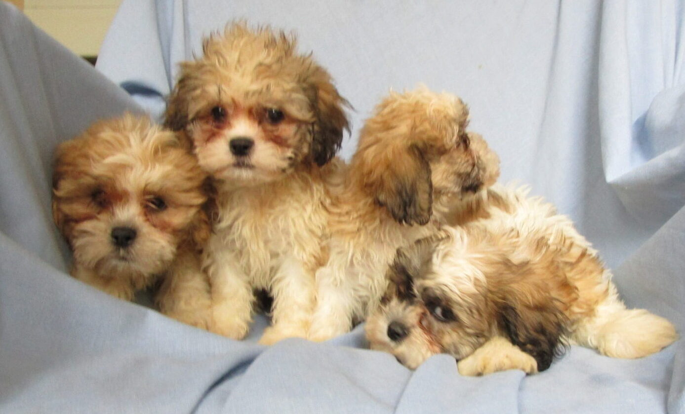 Shih Chon Puppies For Sale Near New Windsor & Baltimore MD | Windsor ...