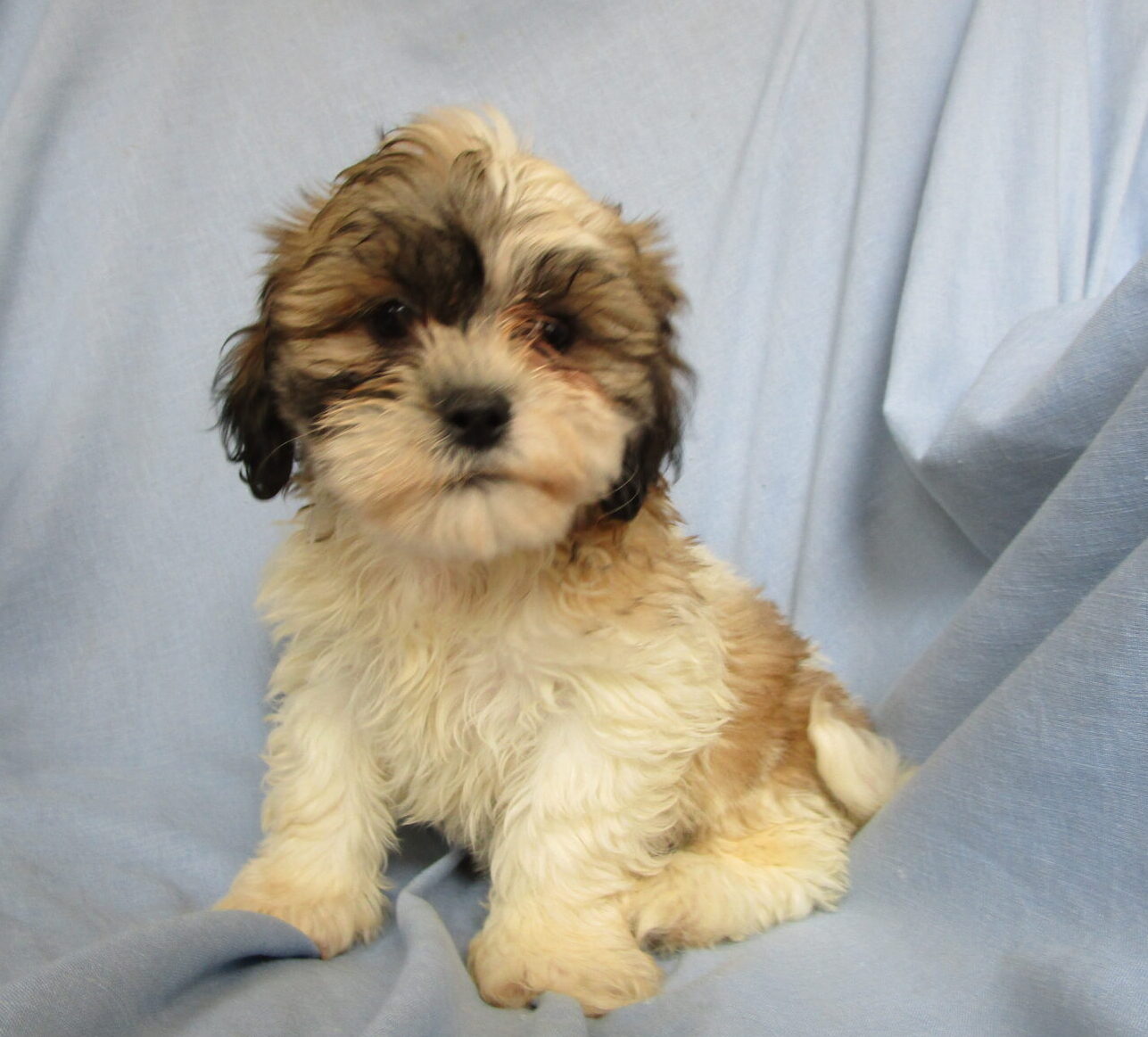 Shih Chon Puppies For Sale Near New Windsor & Baltimore MD | Windsor ...