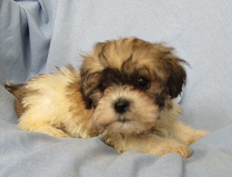 Shih Chon Puppies For Sale Near New Windsor & Baltimore MD | Windsor ...