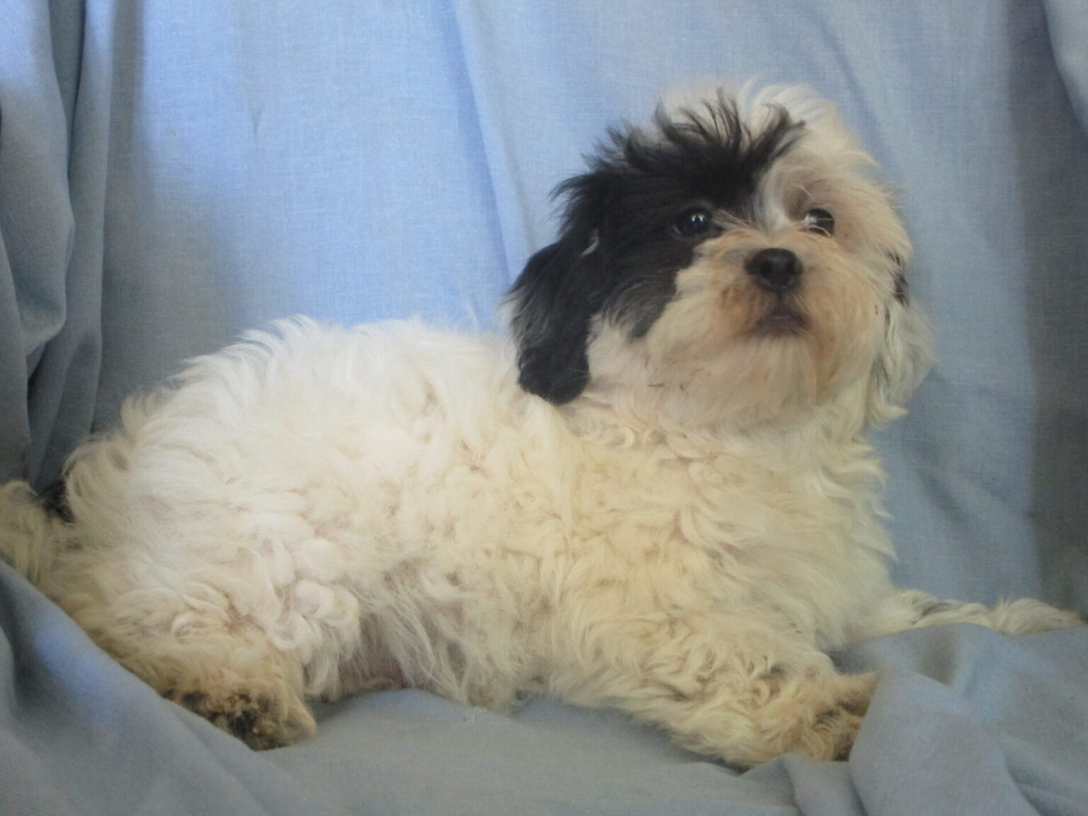 Shih Chon Puppies For Sale Near New Windsor & Baltimore MD | Windsor ...