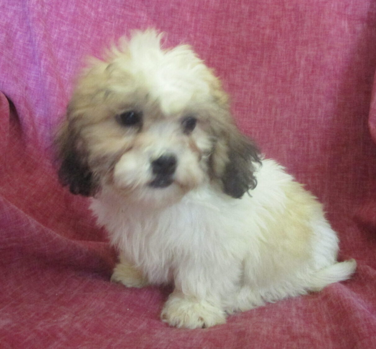 Shih Chon Puppies For Sale Near New Windsor & Baltimore MD | Windsor ...