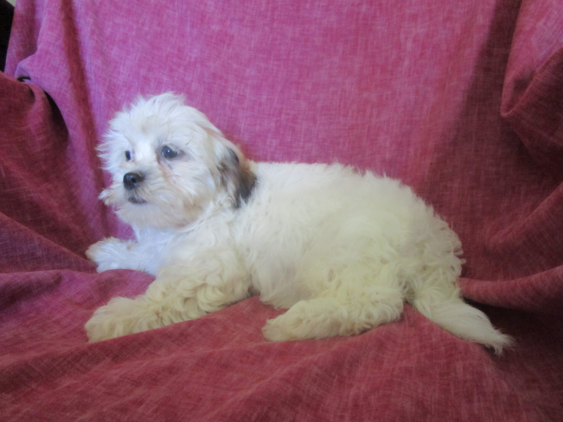 Shih Chon Puppies For Sale Near New Windsor & Baltimore MD | Windsor ...