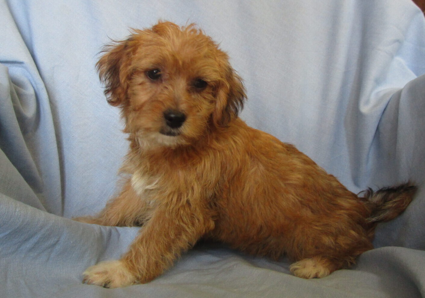 Yorkie-Chon Puppies for Sale Washington DC | Windsor Oak Farm