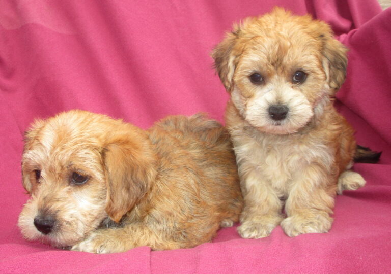 Yorkie-Chon Puppies for Sale Washington DC | Windsor Oak Farm