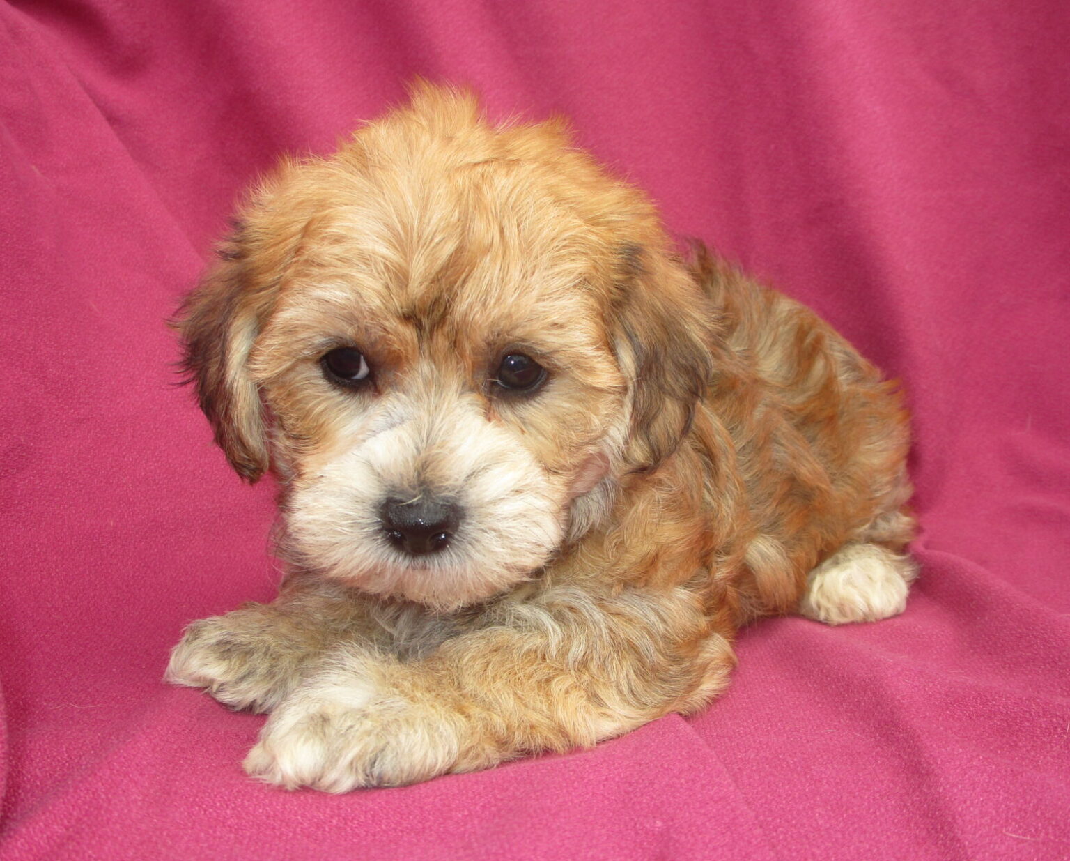 Yorkie-Chon Puppies for Sale Washington DC | Windsor Oak Farm