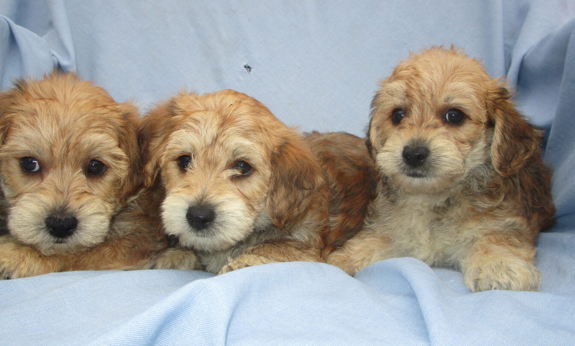 Yorkie-Chon Puppies for Sale Washington DC | Windsor Oak Farm