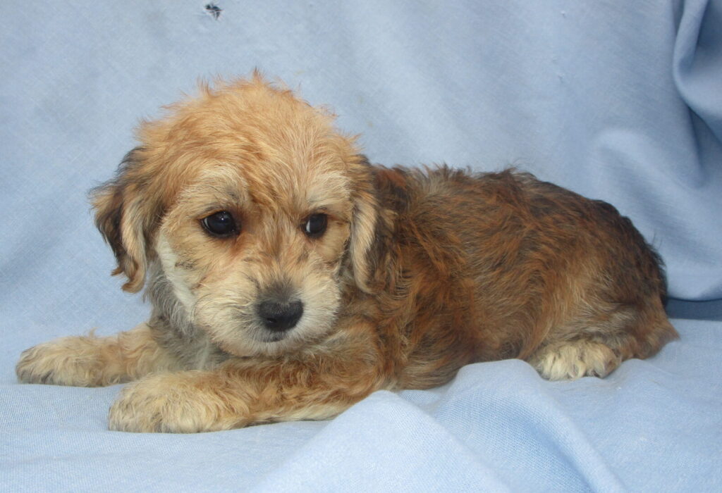 Yorkie-Chon Puppies for Sale Washington DC | Windsor Oak Farm