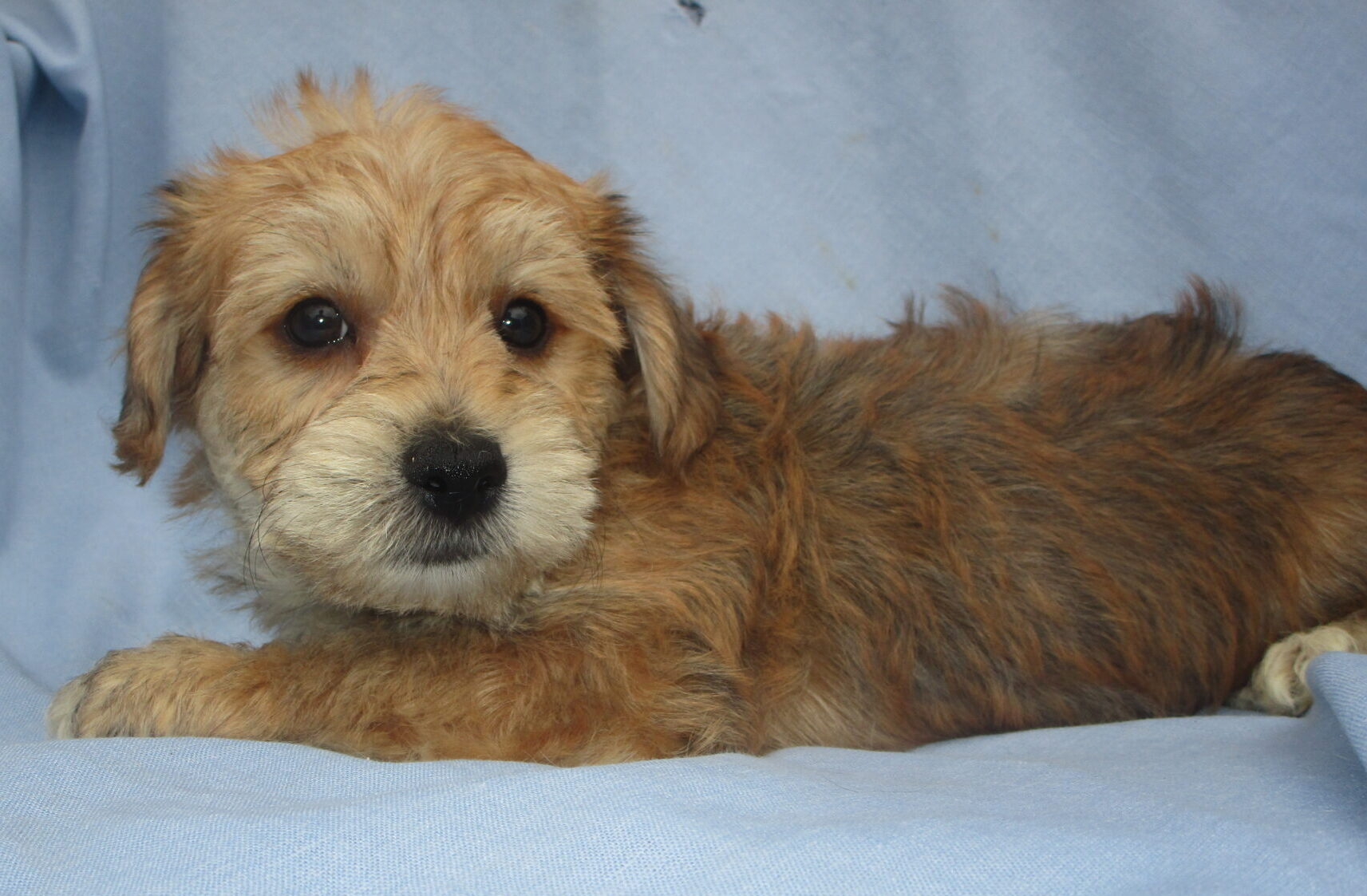 Yorkie-Chon Puppies for Sale Washington DC | Windsor Oak Farm