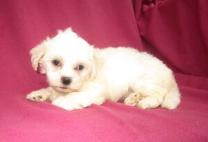 Shih Chon Puppies For Sale Near New Windsor & Baltimore MD | Windsor ...