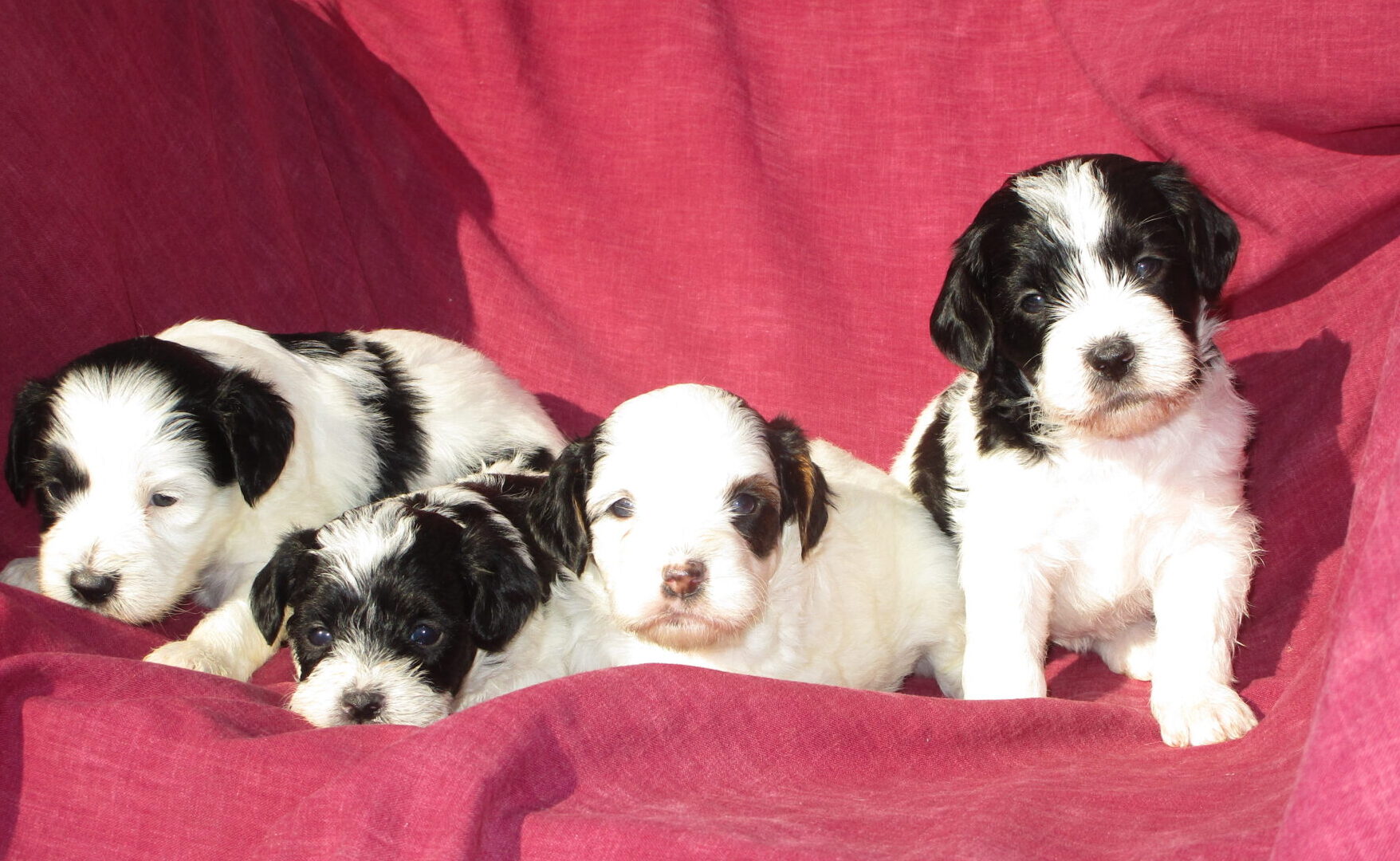 Parti Colored Yorkie Poo - Windsor Oak Farm