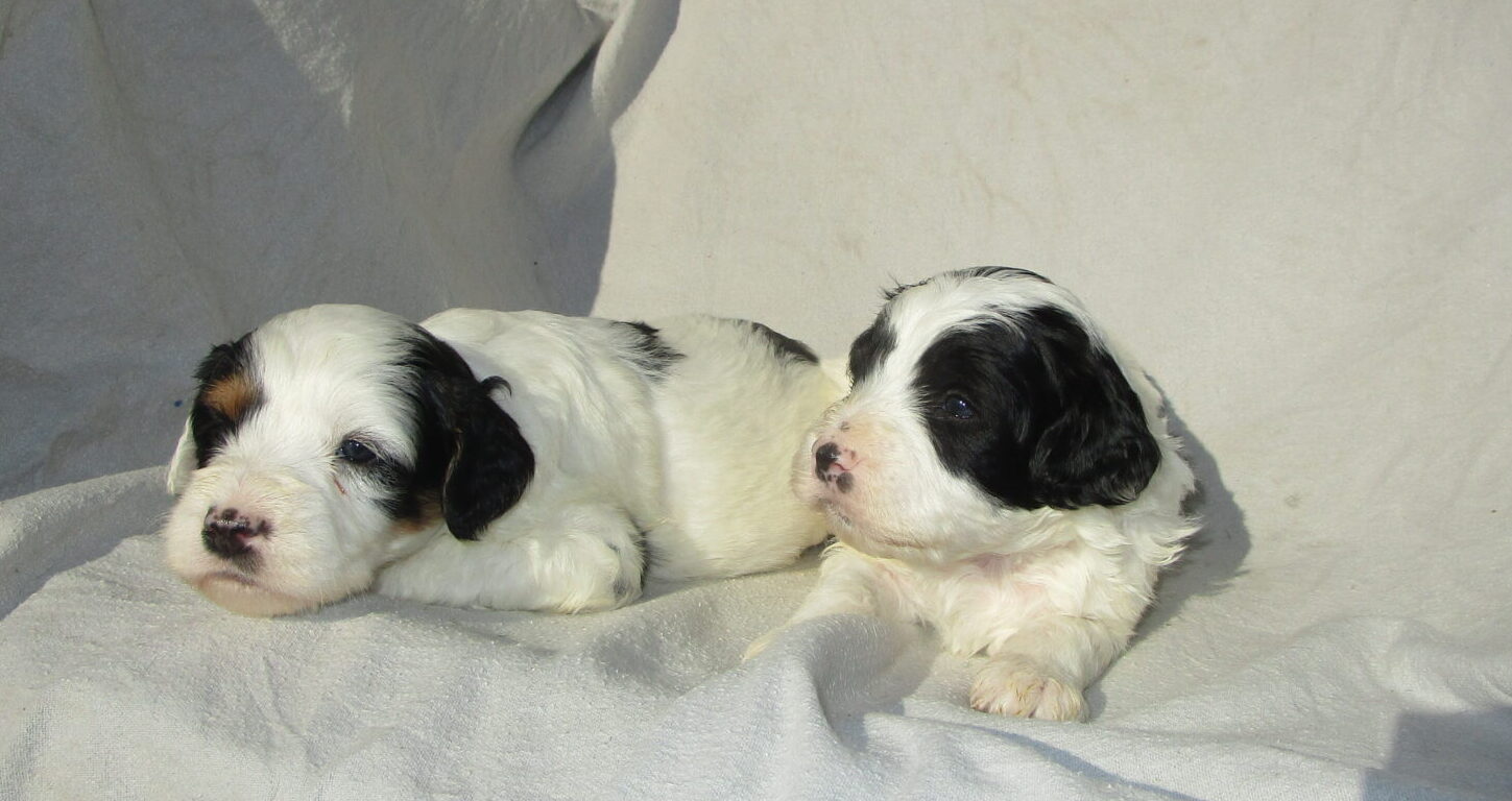 Parti Colored Yorkie Poo - Windsor Oak Farm