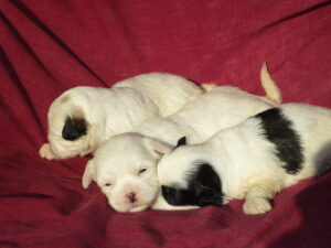 Shih Chon Puppies For Sale Near New Windsor & Baltimore MD | Windsor ...