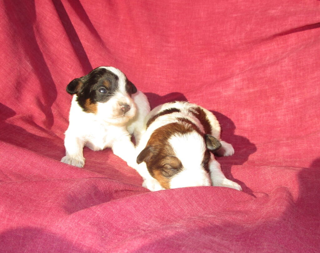 Parti Colored Yorkie Poo - Windsor Oak Farm