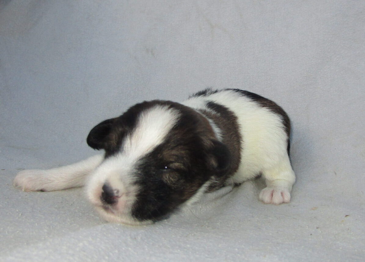 Parti Colored Yorkie Poo - Windsor Oak Farm