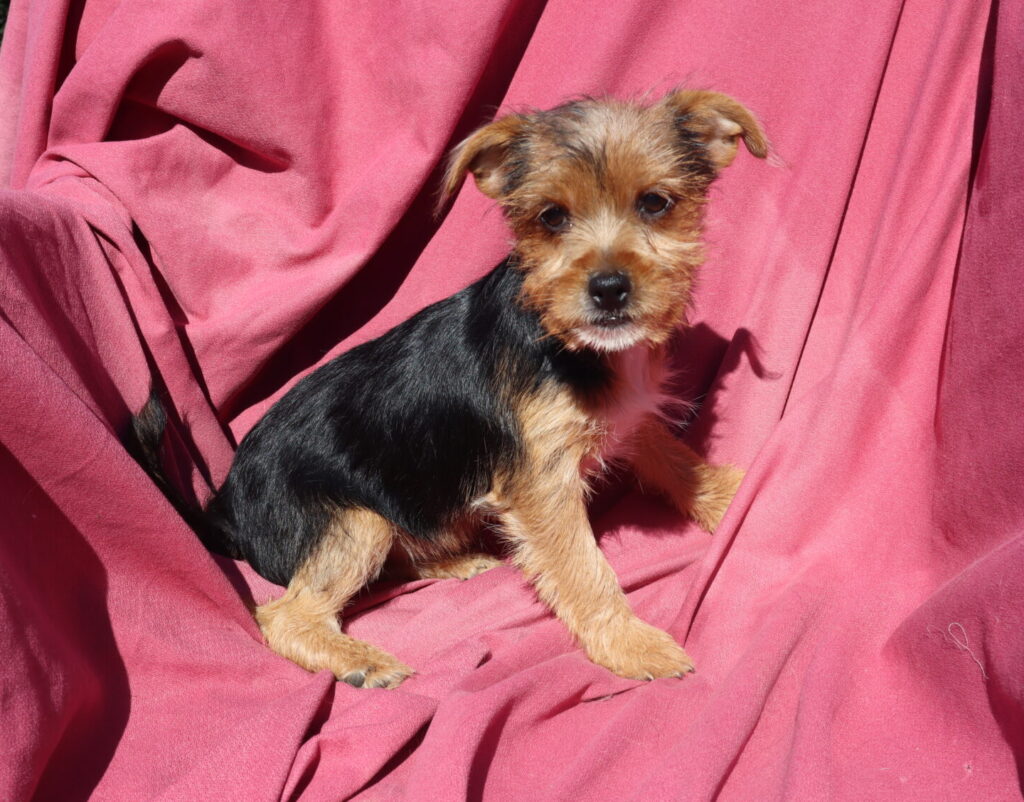 Yorkie/Chihuahua Puppy | Chorkie Puppies Washington, DC | Windsor Oak Farm