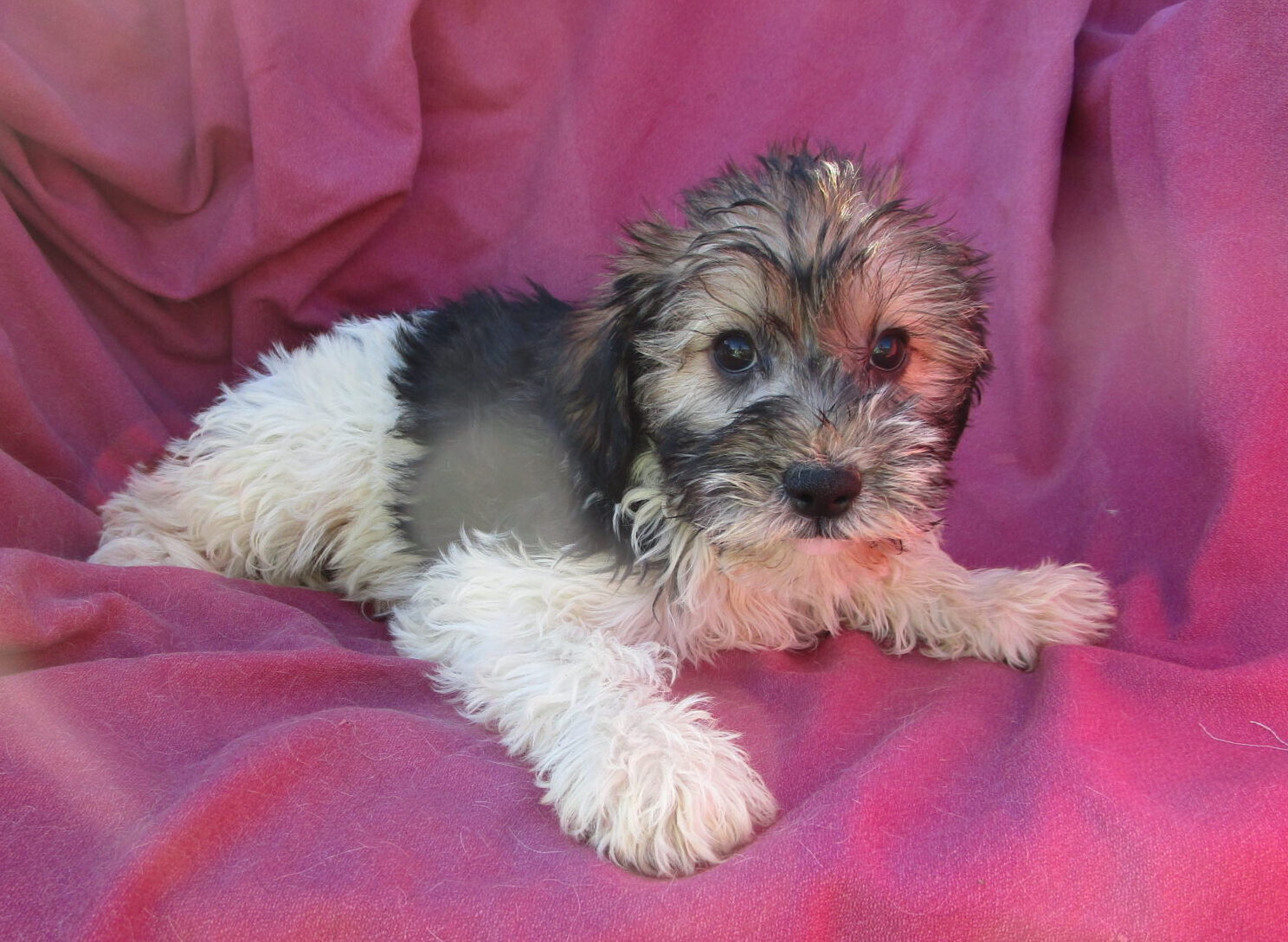 Yorkie/Havanese Puppy | Havashire Puppies Washington, DC | Windsor Oak Farm