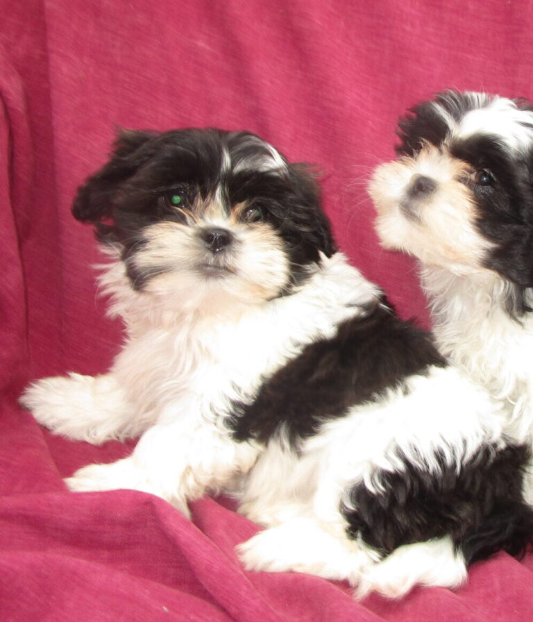 Shih Chon Puppies For Sale Near New Windsor & Baltimore MD | Windsor ...