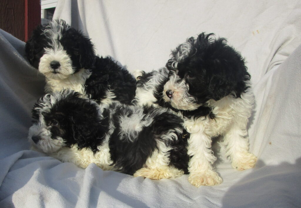 Parti Colored Yorkie Poo - Windsor Oak Farm