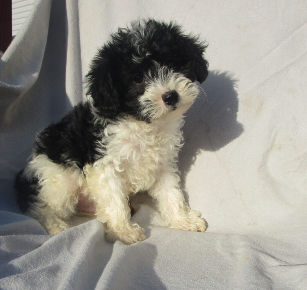 Parti Colored Yorkie Poo - Windsor Oak Farm