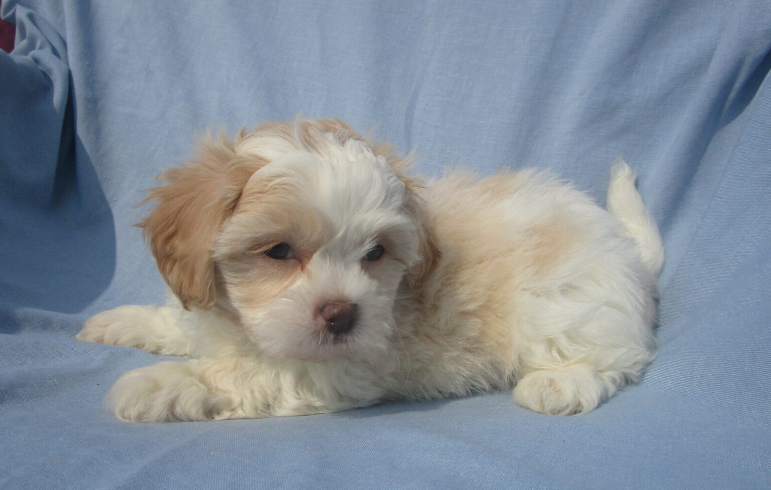 Shih Chon Puppies For Sale Near New Windsor & Baltimore MD | Windsor ...