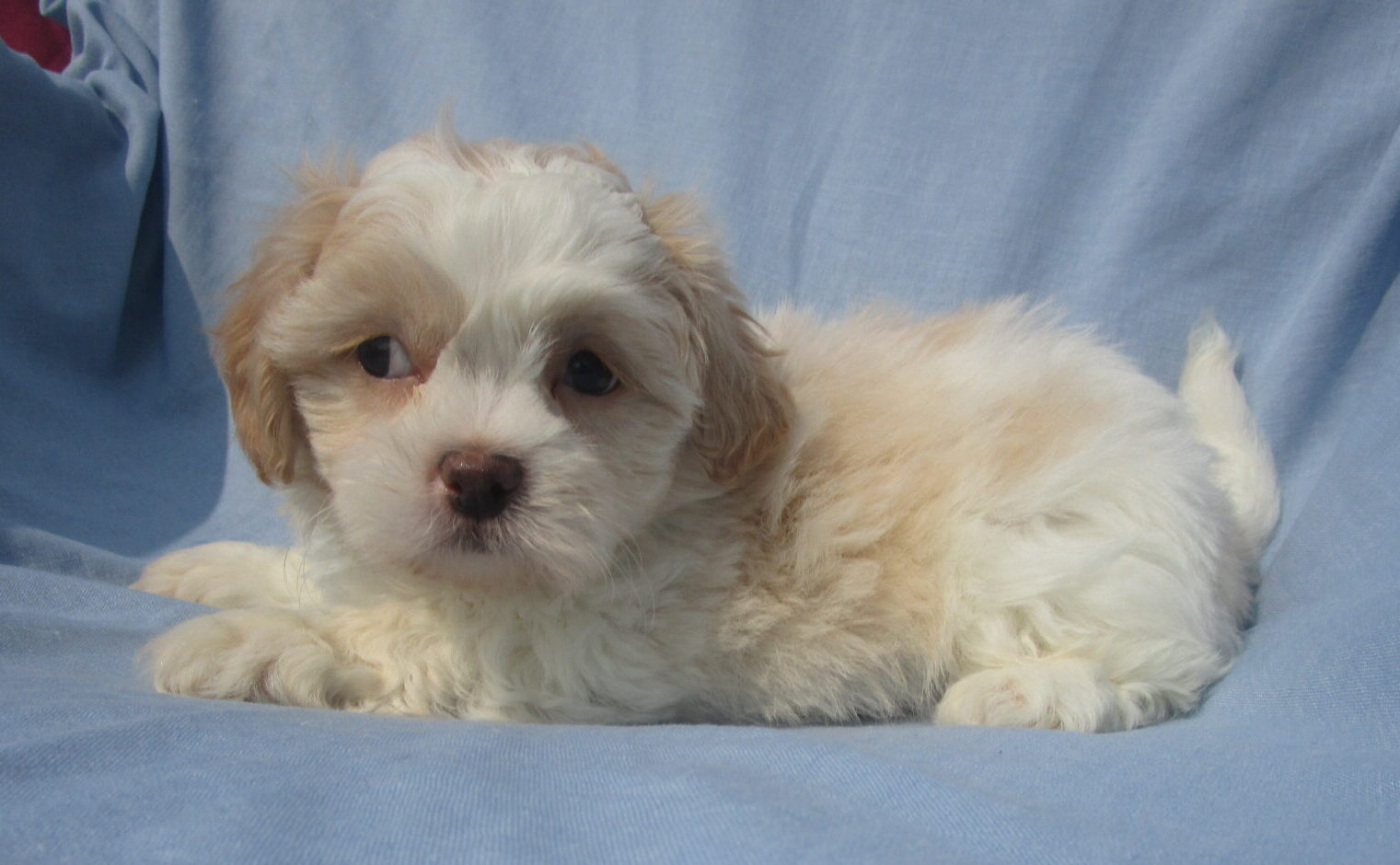 Shih Chon Puppies For Sale Near New Windsor & Baltimore MD | Windsor ...