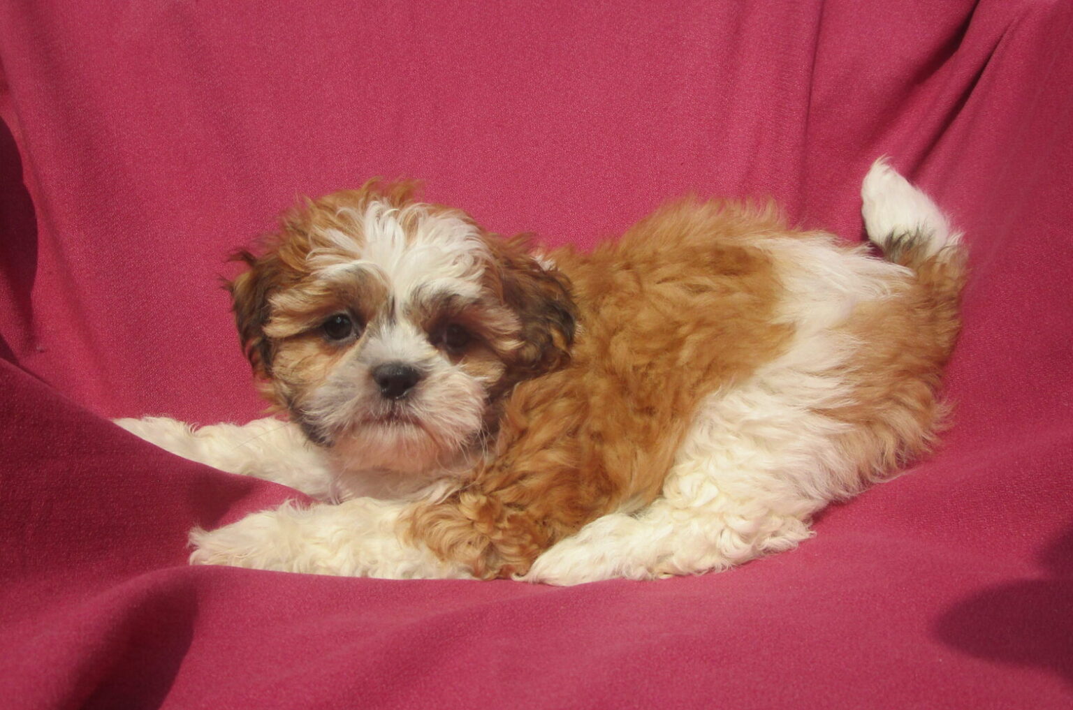Shih Chon Puppies For Sale Near New Windsor & Baltimore MD | Windsor ...