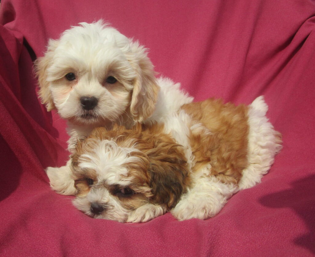 Shih Chon Puppies For Sale Near New Windsor & Baltimore MD | Windsor ...